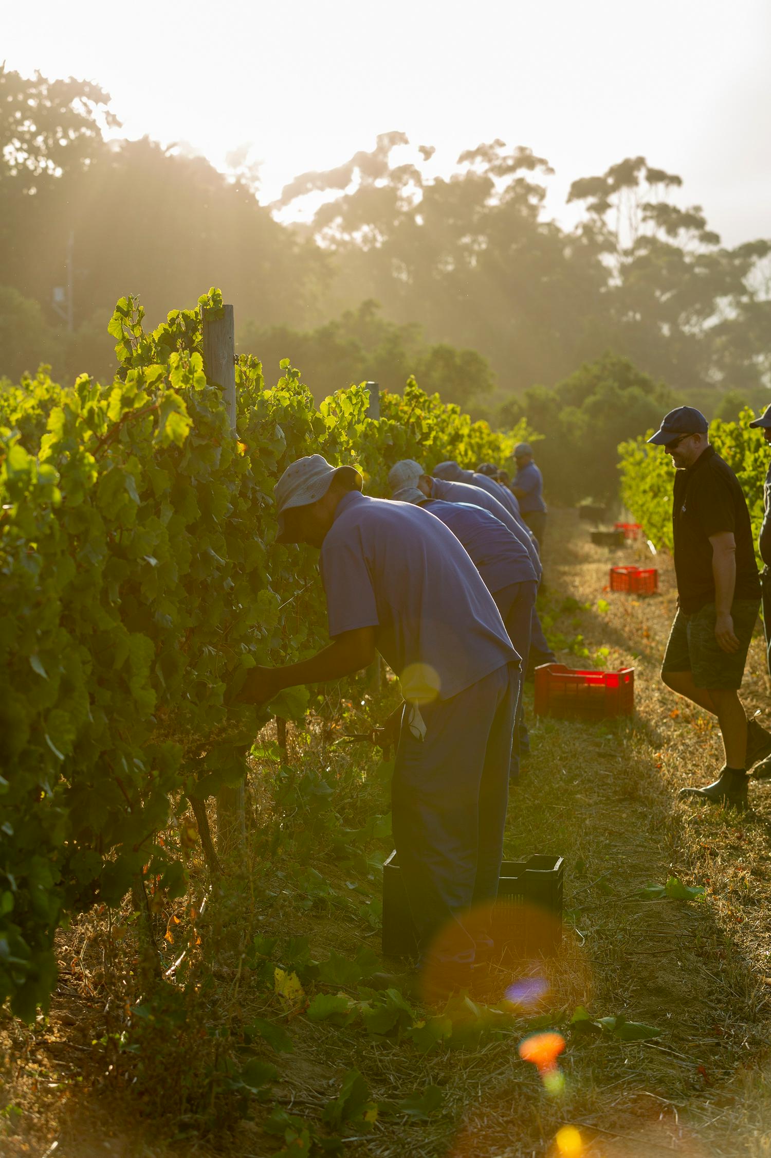 Sainsbury's online Grocery Shopping and Fresh Food Delivery