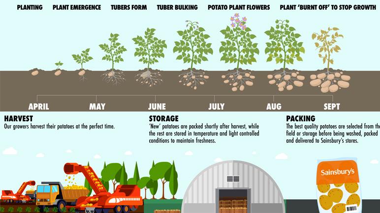 Process Of Harvesting Potatoes